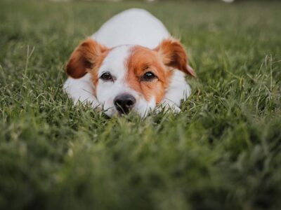 Jack Russell Terrier: Wszystko, co powinieneś wiedzieć o tej ...